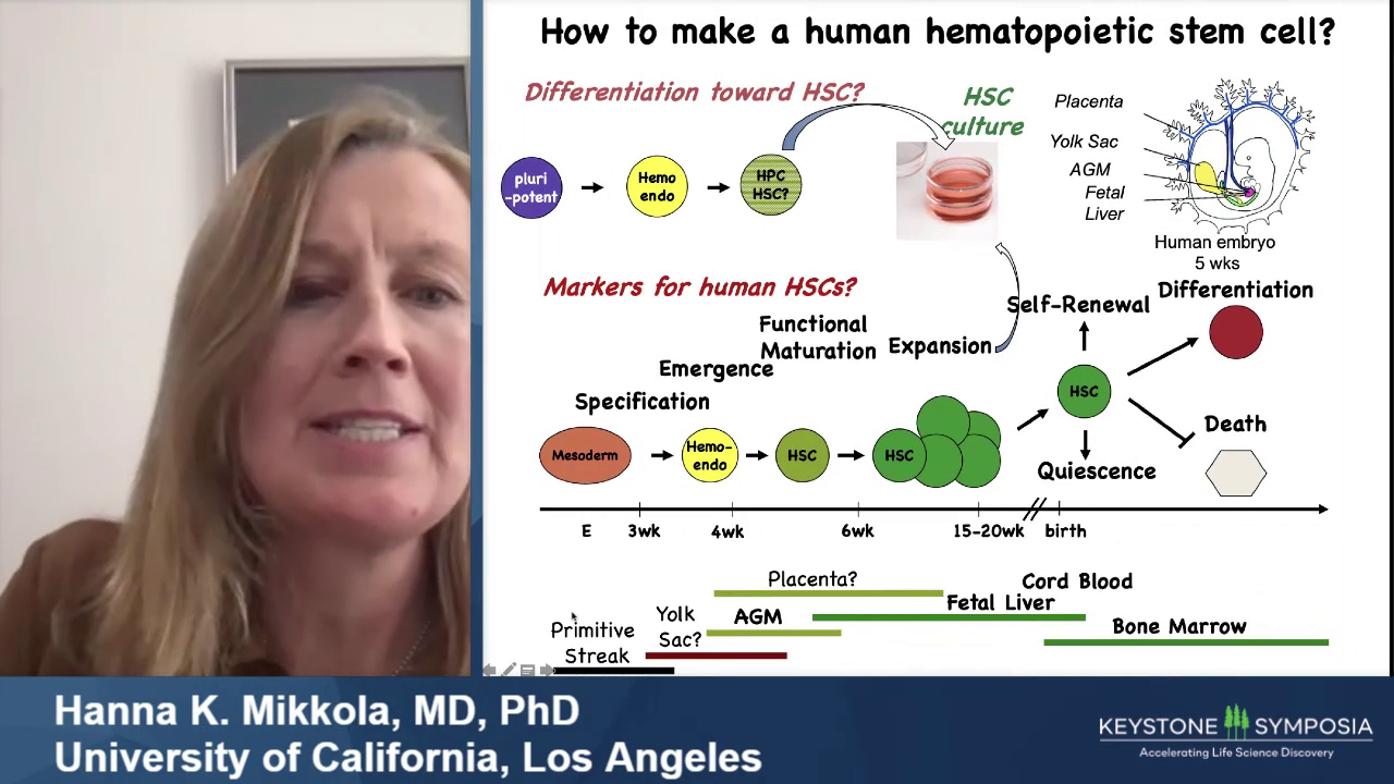 Hematopoiesis Definition Embryology And Cell Lines Kenhub