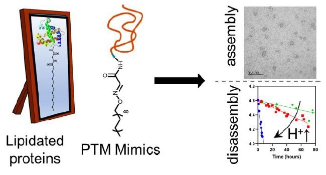Proteins Polymers