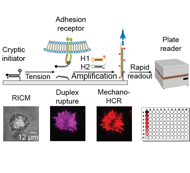 Hybridization Chain Reaction