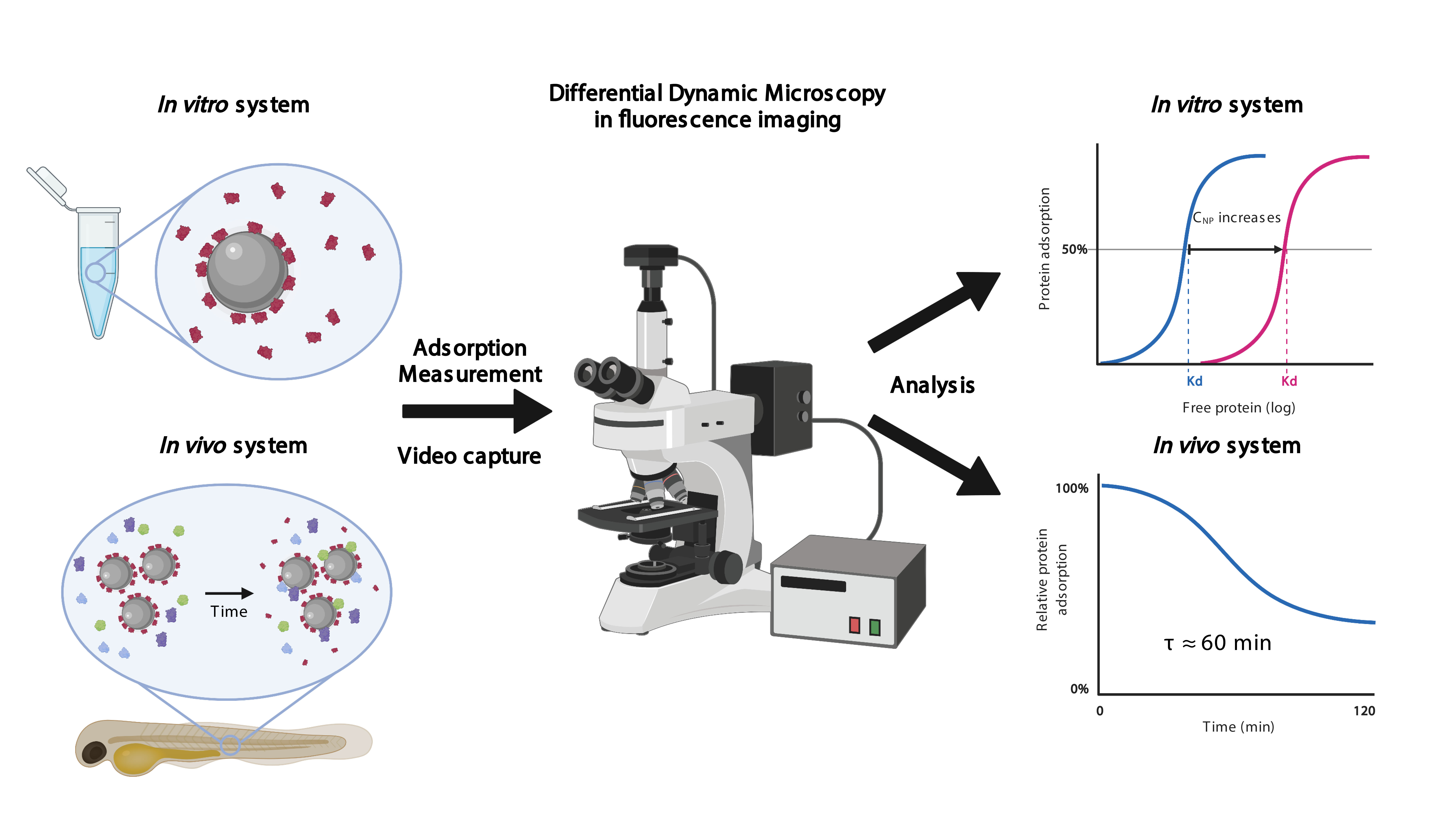 Resolving the protein corona mysteries under a microscope: A differential dynamic microscopy study