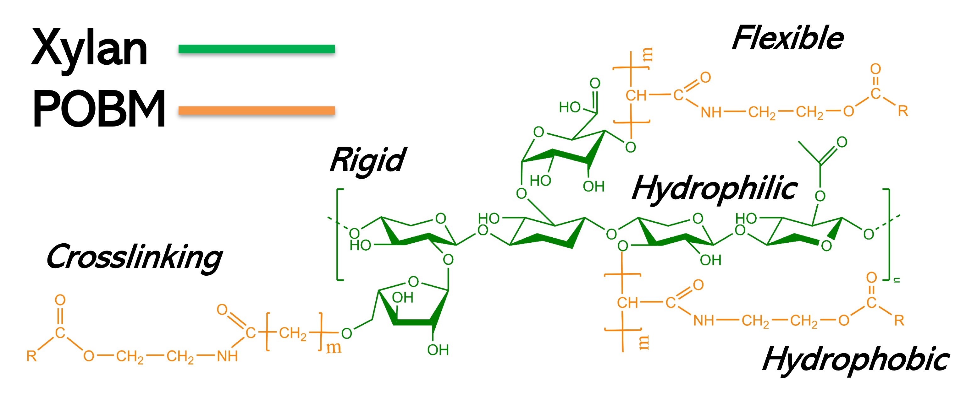 Hemicellulose Xylan