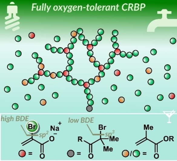 Branched Polymer Structure