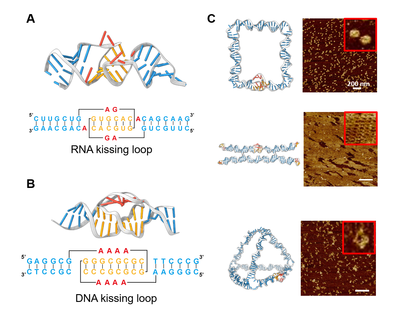 Rational design of universal DNA kissing loop - American Chemical Society